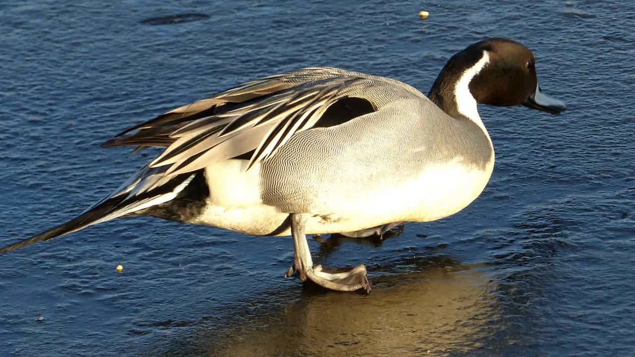 Reifel Bird Sanctuary Jan 10, 2016 - YouTube
