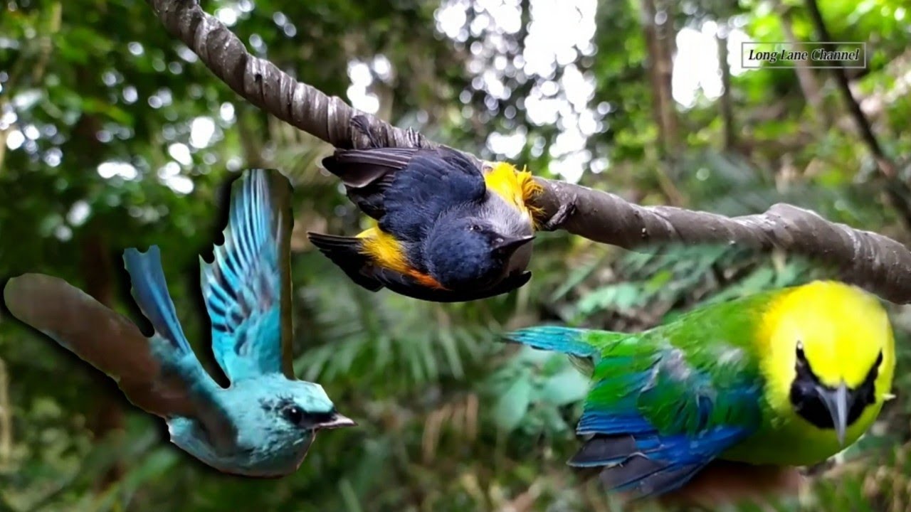 MIKAT BURUNG DI GUNUNG GOH ACEH || Cucak Ranting, Tledekan Biru ...