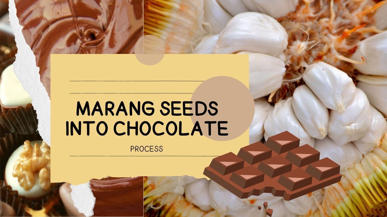 Process of Making Marang Seeds to Chocolate - YouTube
