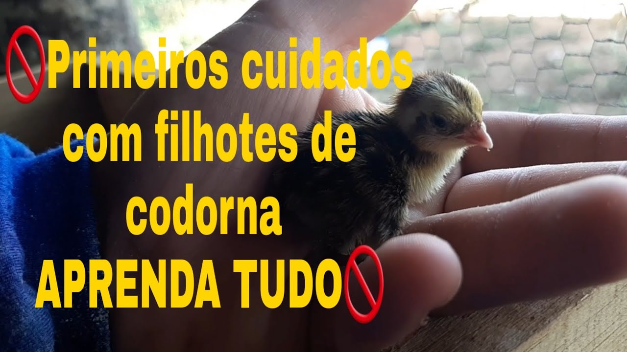 🛑APRENDA COMO CUIDAR DE FILHOTES DE CODORNAS!!!!!! - YouTube