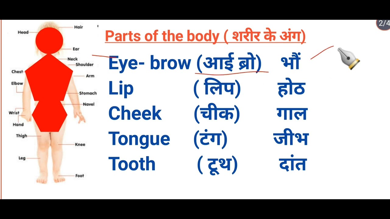 AE- 40 Parts of the body | शरीर के अंगों के नाम हिंदी और इंग्लिश में ...
