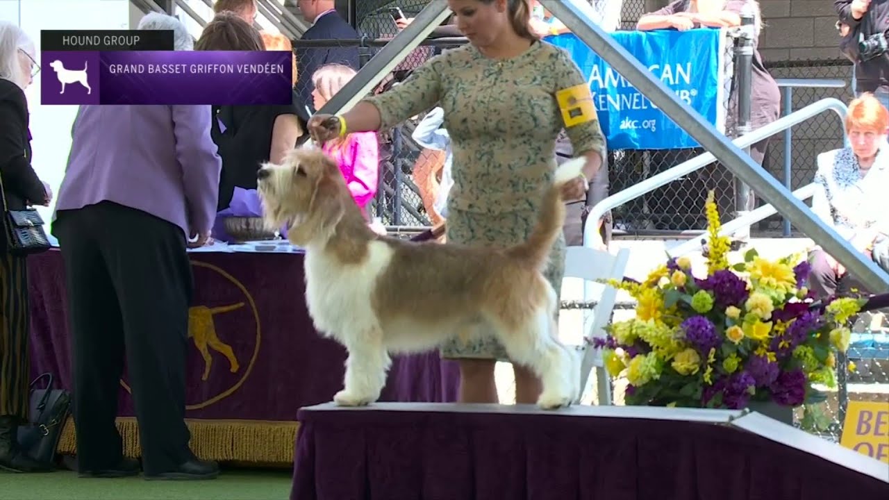 Grand Basset Griffon Vendeens | Breed Judging 2023 - YouTube
