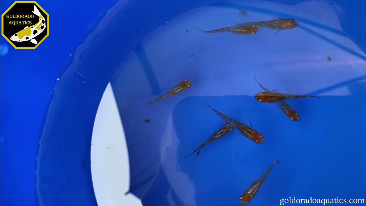 Shu Aka Tomei Uroko Sanshoku Medaka - Japanese Rice Fish - YouTube