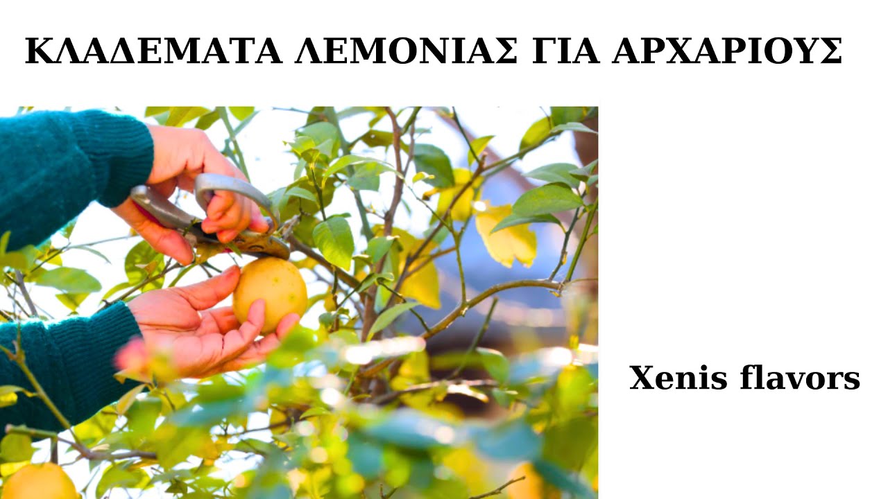 ΚΛΑΔΕΜΑΤΑ ΛΕΜΟΝΙΑΣ ΓΙΑ ΑΡΧΑΡΙΟΥΣ! ΔΙΑΜΟΡΦΩΣΗΣ Κ ΚΑΡΠΟΦΟΡΙΑΣ! ΑΝΑΛΥΤΙΚΑ ...