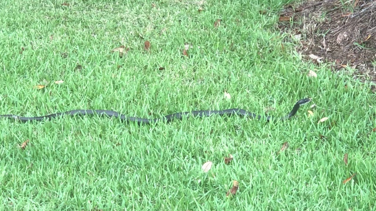 Long skinny snake - YouTube