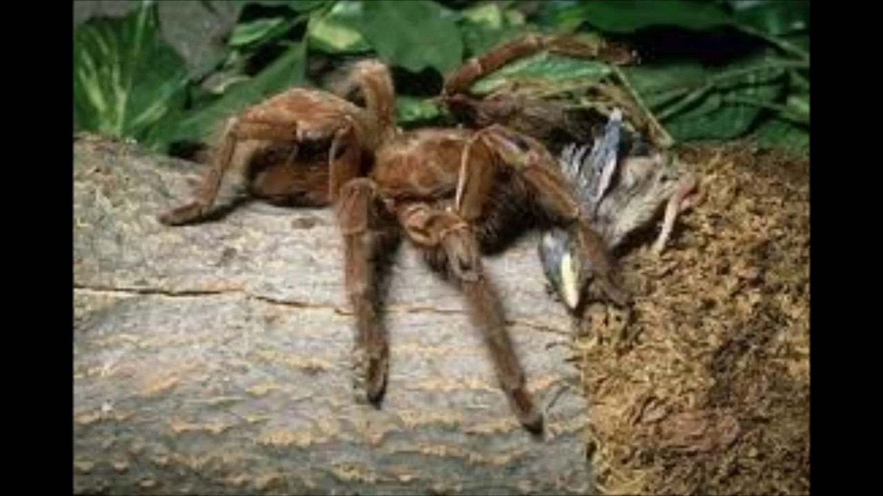 Top 5:Najveci paukovi na svetu - YouTube