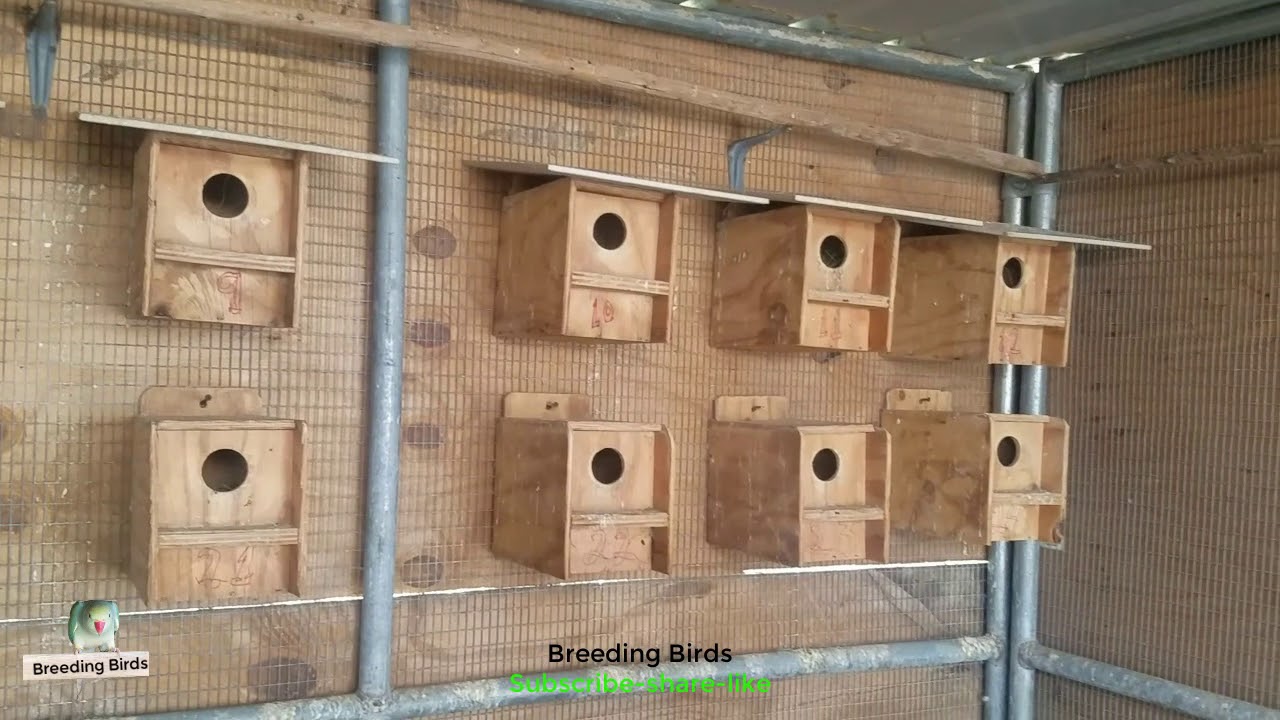 Opalines and Ficher Lovebird Large Aviaries Set up - YouTube