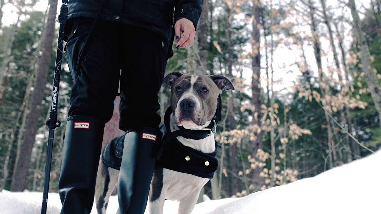 -50F WINDCHILL ON PITBULL'S BIRTHDAY AFTER CHASING RABBITS - YouTube