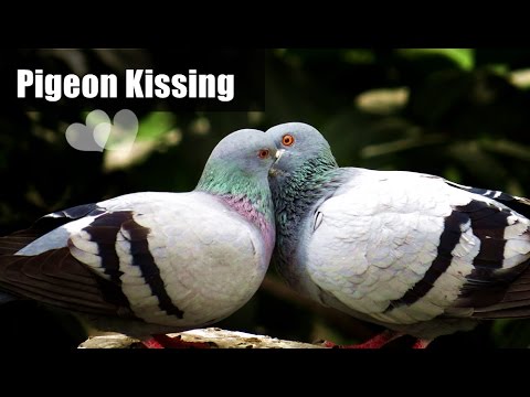 Pigeon Kissing - Best Video Ever - YouTube