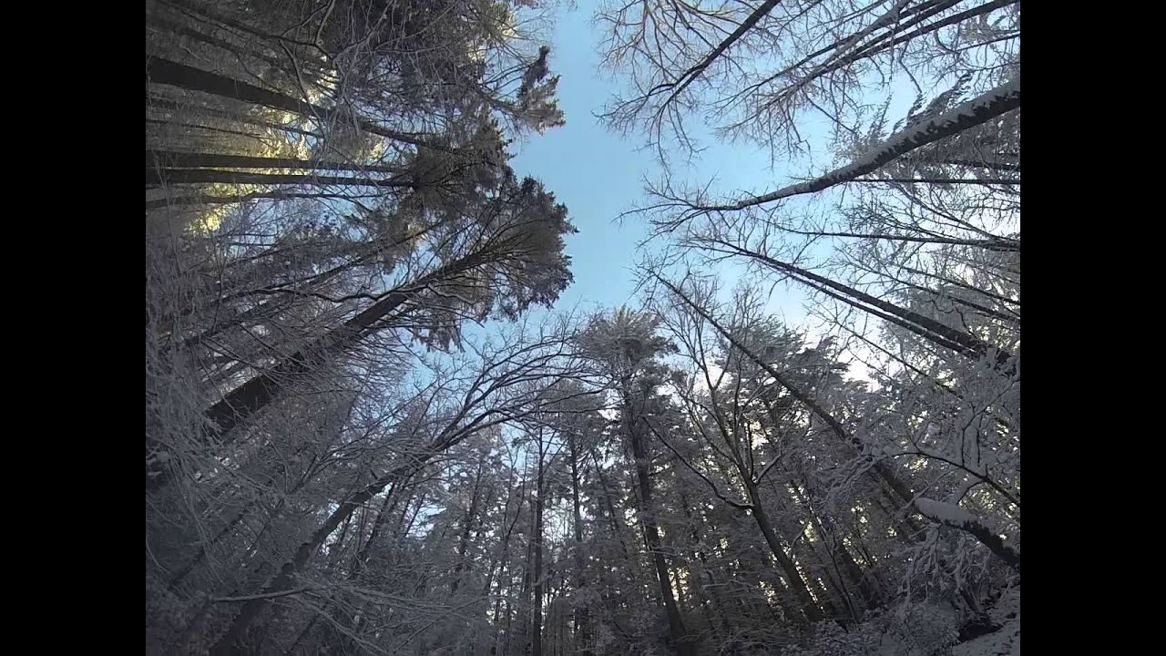 Perspective - Looking up at the trees and snow while wheeling - YouTube