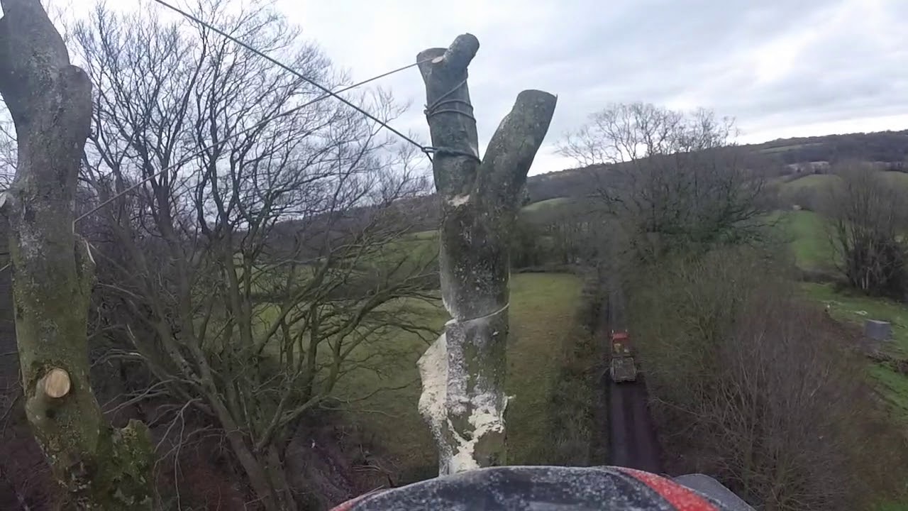 Beech Dismantle - Bolham water - YouTube