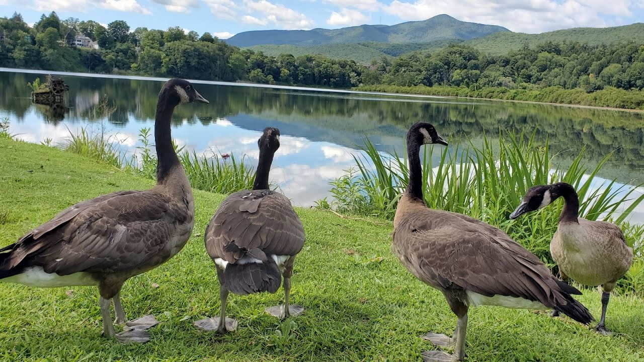 Summer 2020 at VINS Center for Wild Bird Rehabilitation - YouTube
