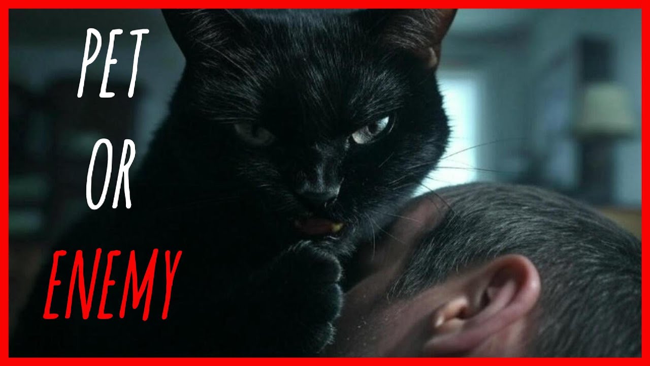 Terrifying PET Horror Story - YouTube