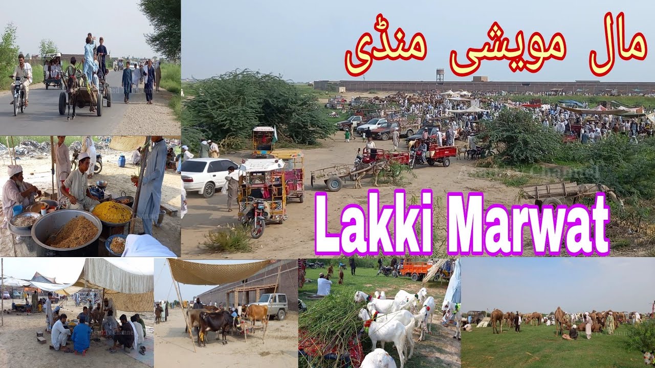 مال مویشی منڈی لکی مروت/Lakki Marwat Male Mahweshy mandi/Lakki Marwat ...
