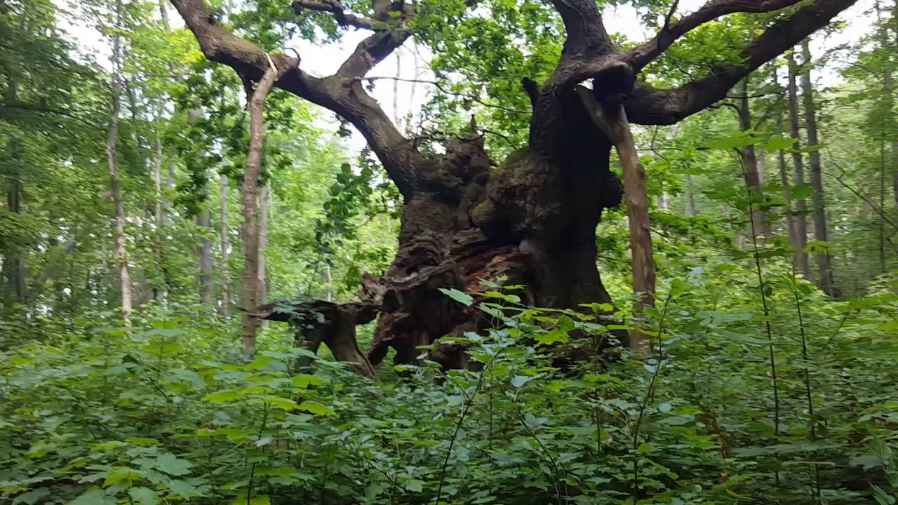 Rundt om Kongeegen - YouTube