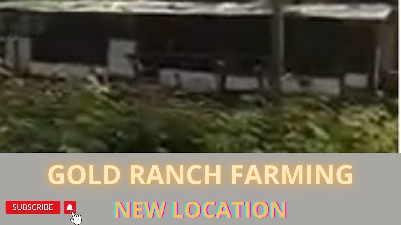 Business Inspiration New Location Ranch and New Chicken Collection Gold ...