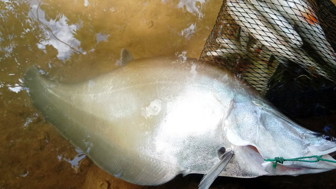 fish hunting||mancing liar sungai Kalimantan - YouTube