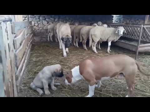 Pitbul, kangal yavrusuna bulaşmaması gerektiğini öğreniyor