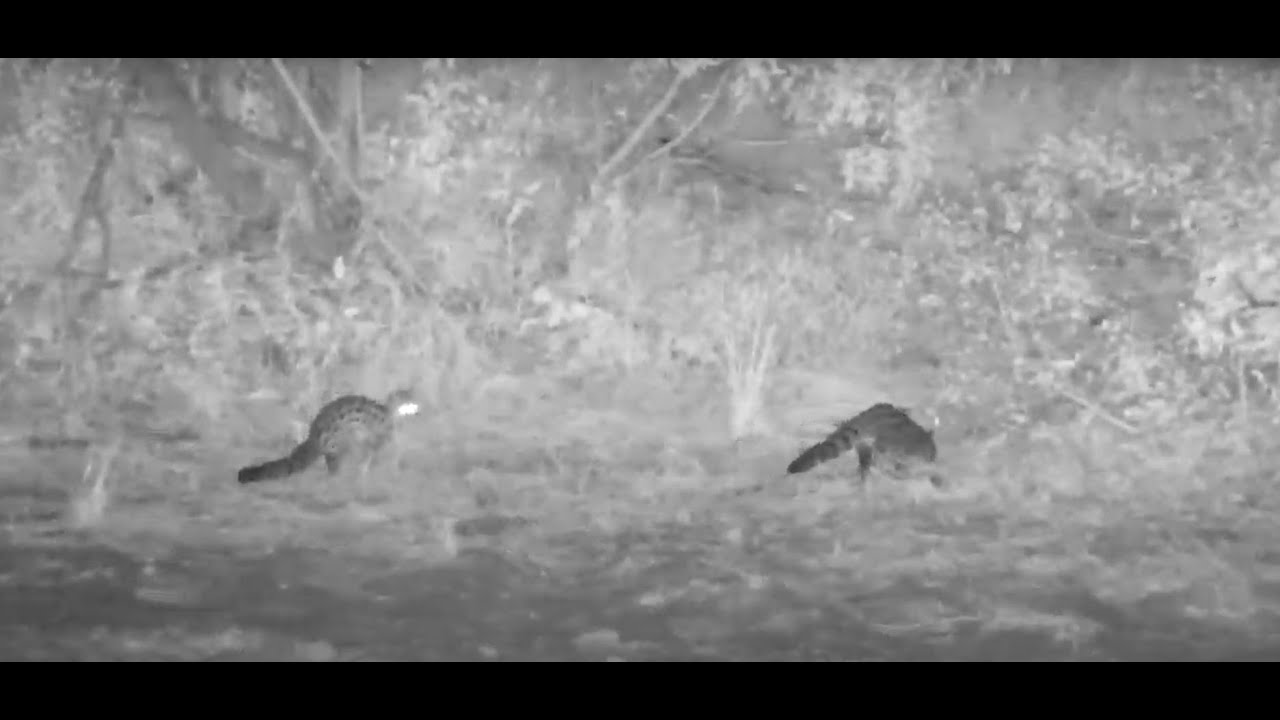 2 Genets at Djuma Cam 5-28-25 - YouTube