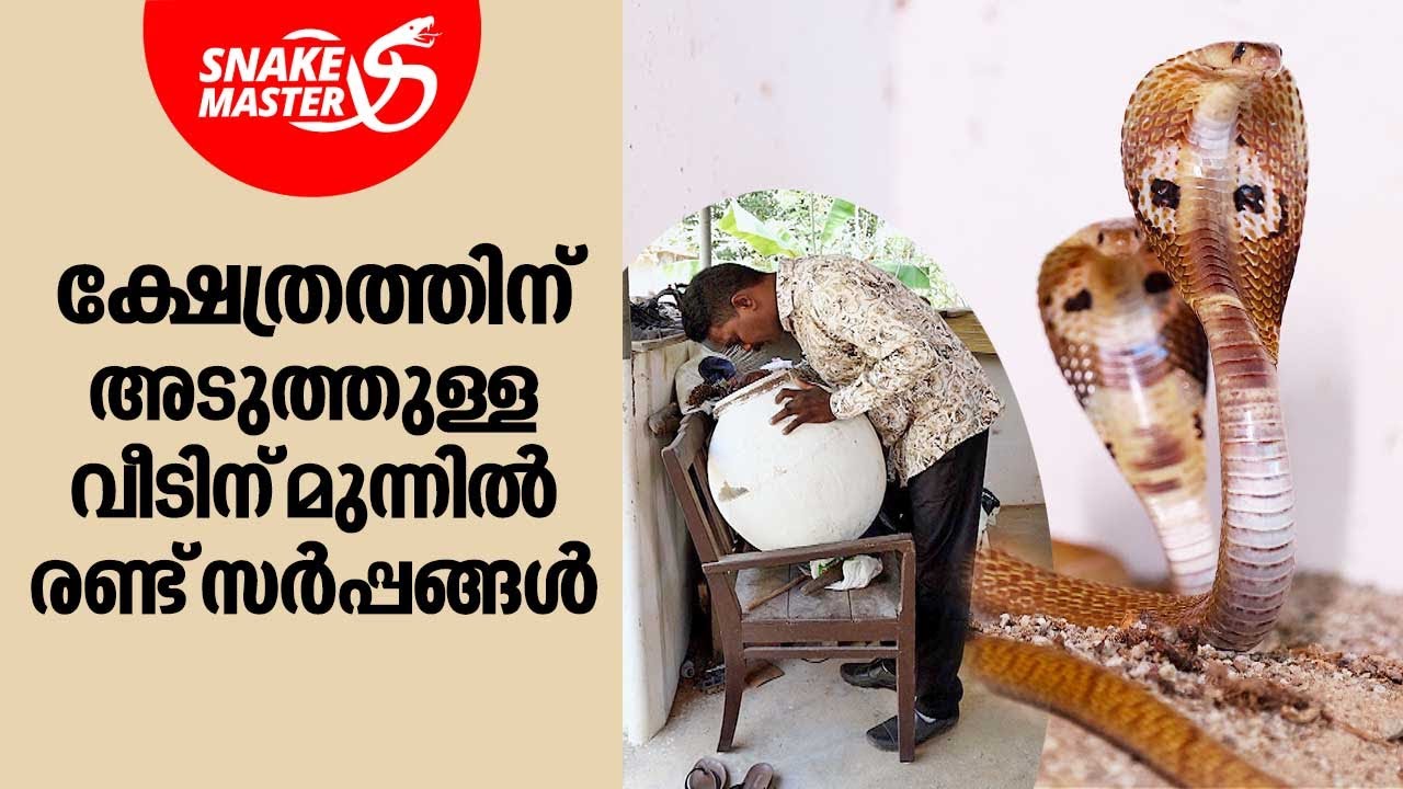 ക്ഷേത്രത്തിന് അടുത്തുള്ള വീടിന് മുന്നിൽ രണ്ട് സർപ്പങ്ങൾ | Vava Suresh ...