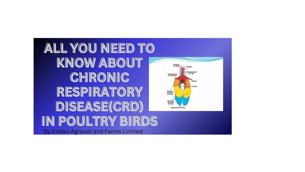 CHRONIC RESPIRATORY DISEASE (CRD) IN POULTRY BIRDS - YouTube