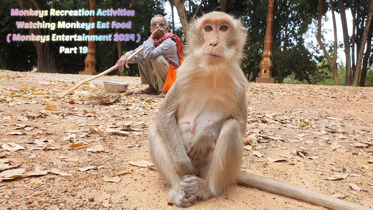Monkey Recreation Activities and Watching Monkeys Eat Food (Monkeys ...