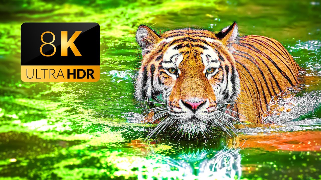 8k video ultra HD - smooth 8k video animals, nature and water ...