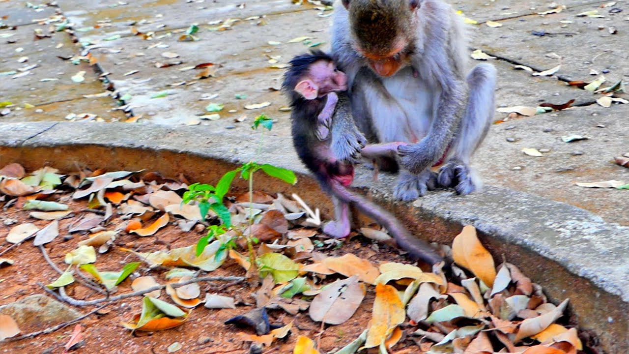 So amazing...Baby monkey LILY standing one leg. - YouTube