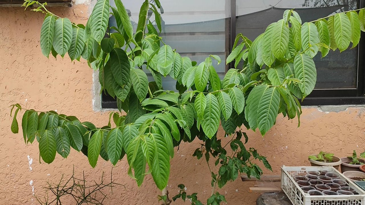 Pruning Roots of Banaba Tree in Container - YouTube