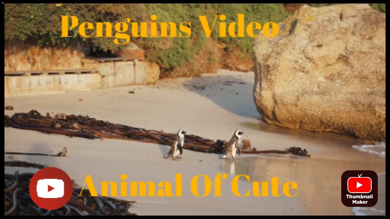 Cute Penguin Videos Animated - YouTube