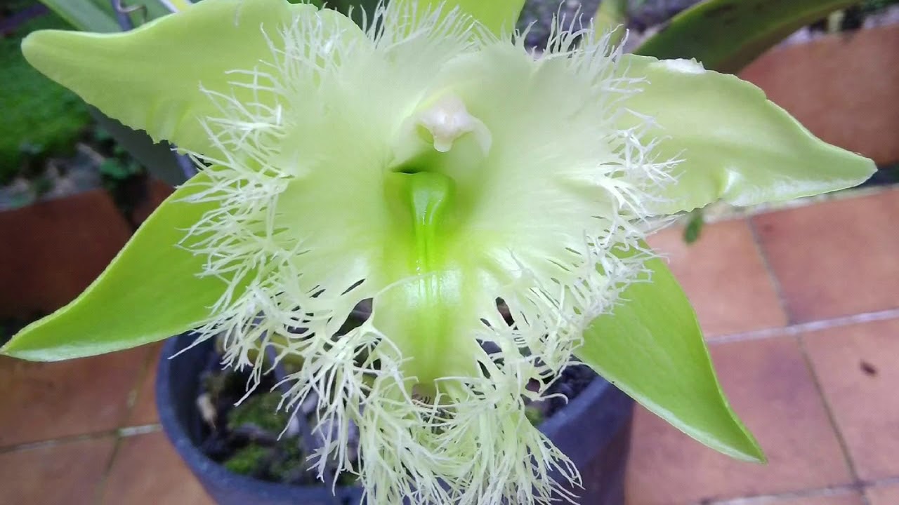 Anggrek Grammatophyllum Speciosum Anggrek Tumbuhan Tebu Orchid Langka ...