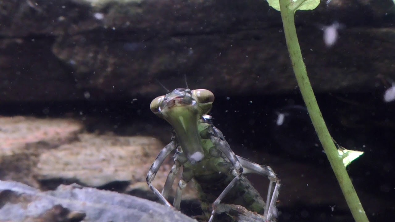 Dragonfly, Nymph hunts daphnia. Libellenlarve jagt Wasserflöhe - YouTube