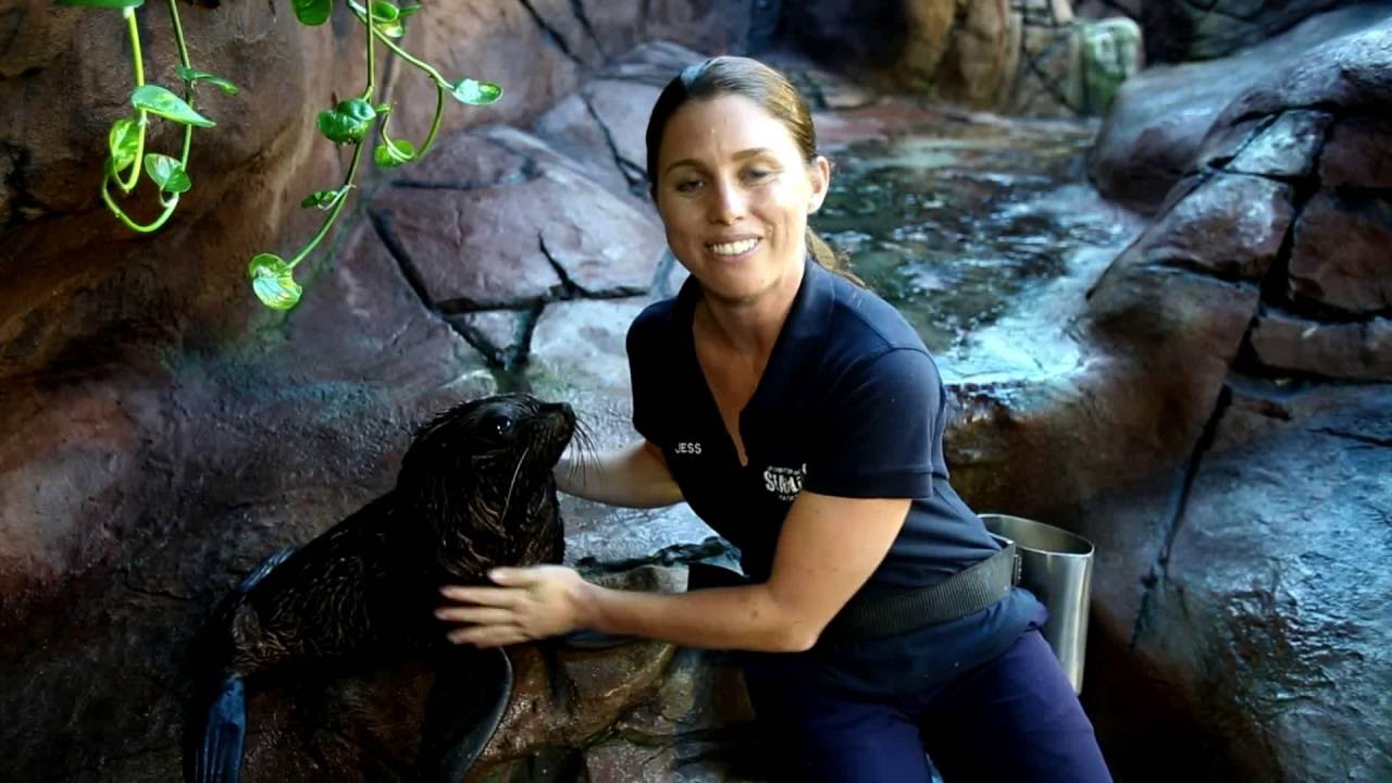 Get to know a SEA LIFE Mooloolaba Seal - YouTube
