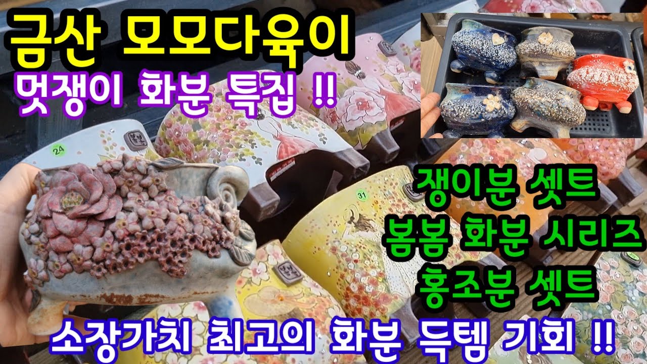 다육이 화분 모모다육이에서 특집으로 쟁이화분 봄봄 화분 홍조분 소개해요 🎉 소장가치 높은 세련된화분 셋트 구성 🔮득템 하세요