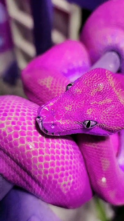 GORGEOUS Green Tree Pythons - YouTube