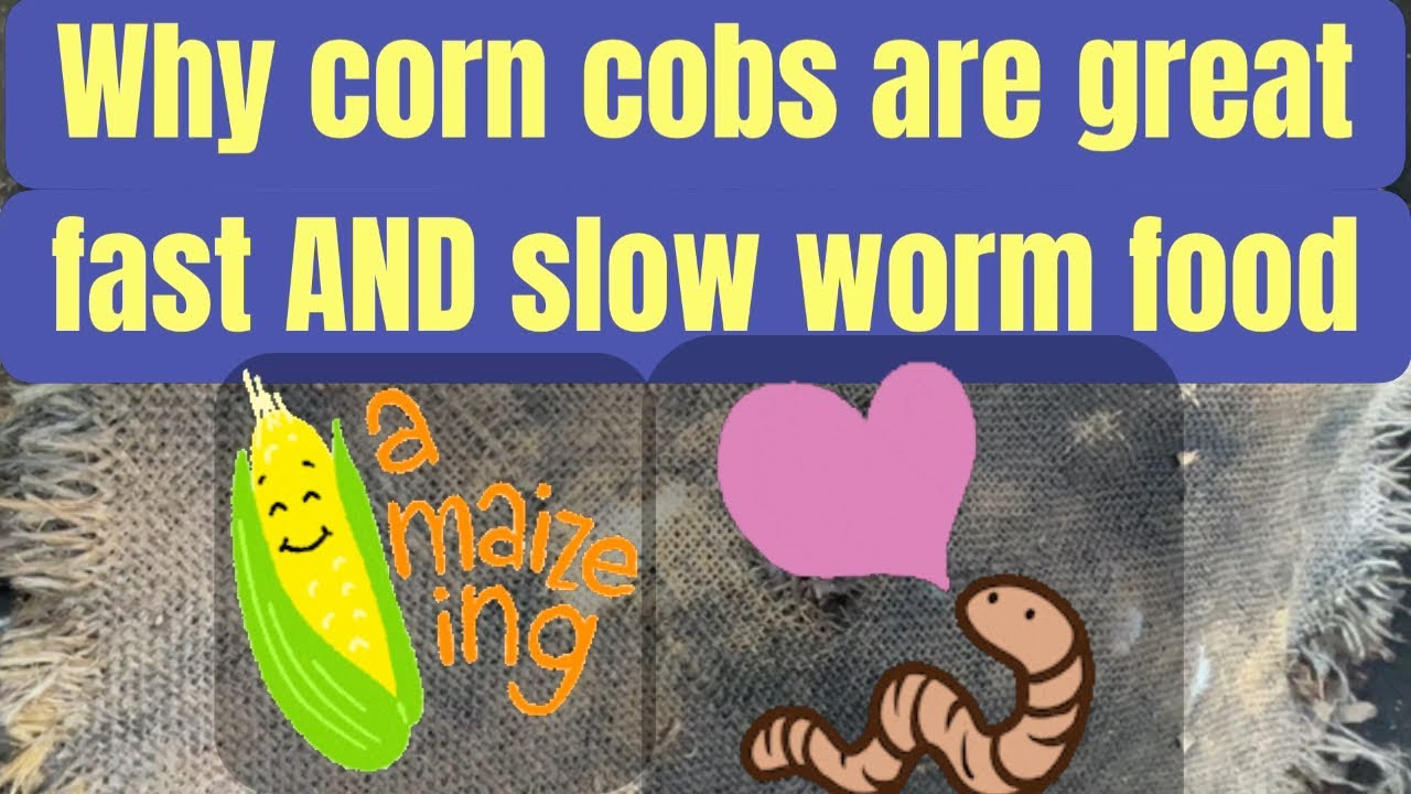 Why corn cobs are great fast AND slow worm food! - YouTube
