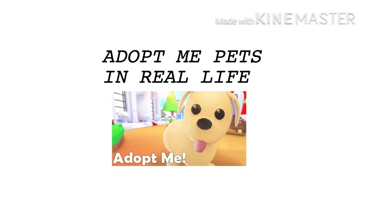 ADOPT ME PETS IN REAL LIFE (commens to legendaries) - YouTube