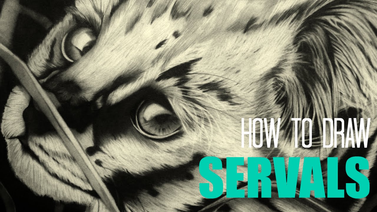 Serval Cat Drawing - YouTube