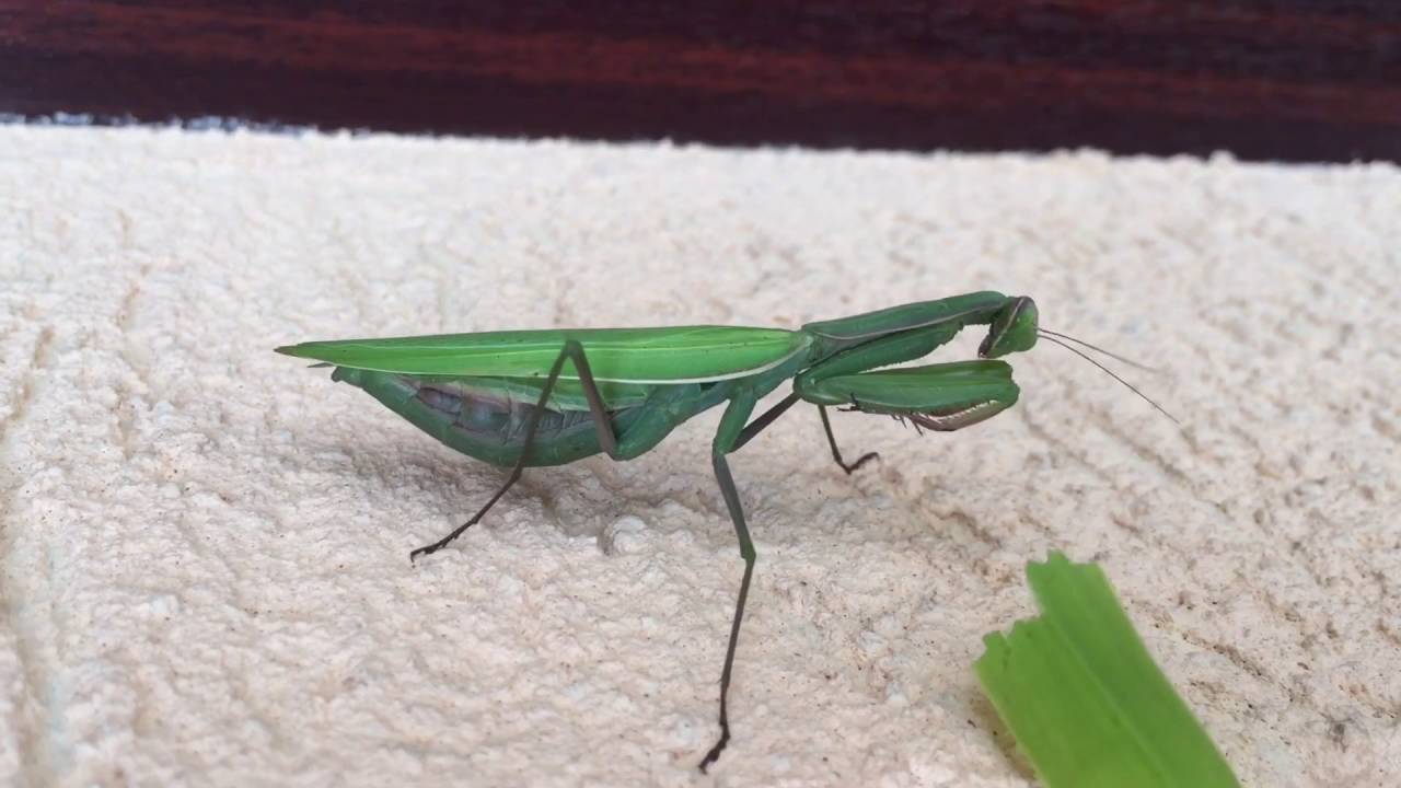 Praying mantis attacks. - YouTube