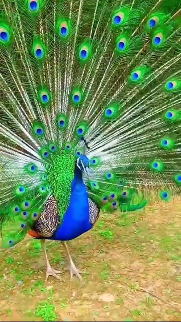 Beautiful Peacock Dance With Natural Sound Beautiful Peacock In The