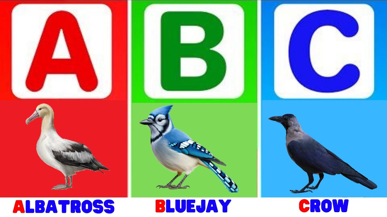 Learn Alphabets with Birds | A-Z Birds for Kids | ABC Song ABC Birds ...