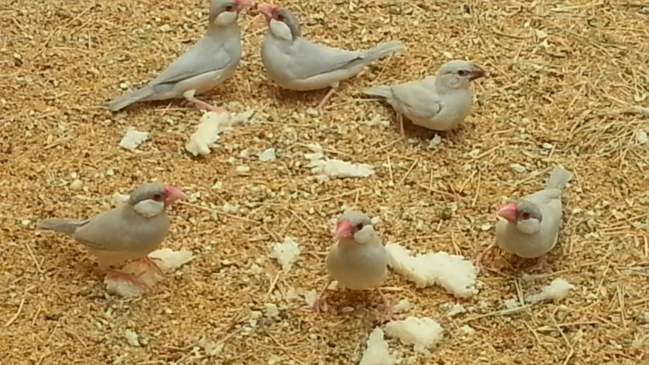 silver java finches suitable place for power full breeding setting ...