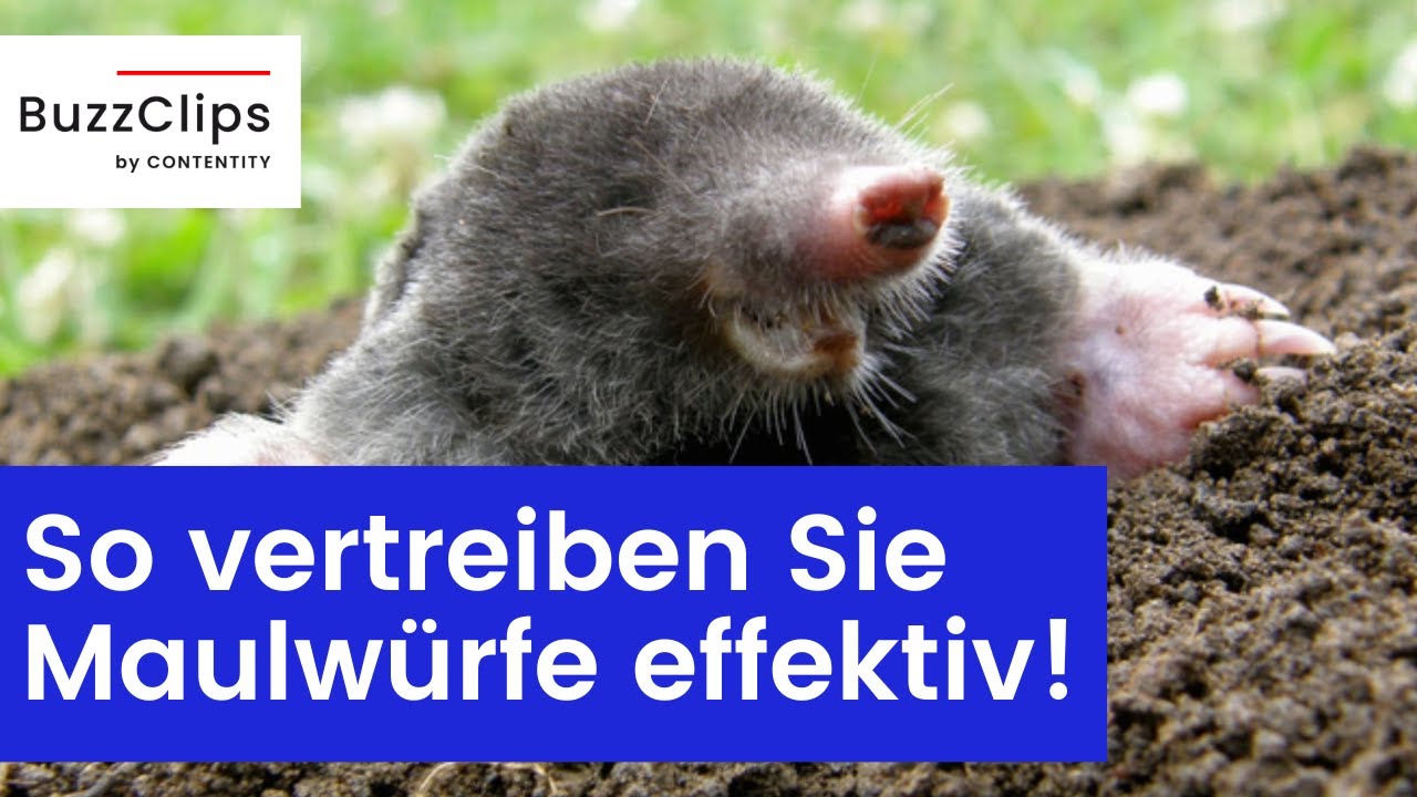 Wunderschone Wie Werde Ich Maulwurfe Los Ebenbild