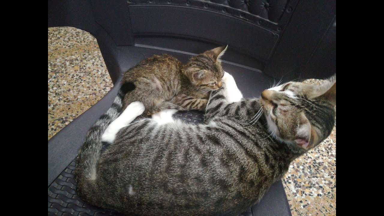 Finally Stray Kitten was successful in making Biggie Cat His Friend ...