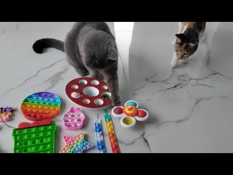 When Cats Try Pop It Toys for the First Time… Too Funny!" - YouTube
