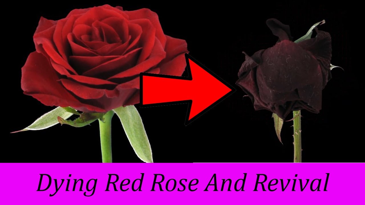 Timelapse - Dying Red rose And Revival - Resurrection - YouTube