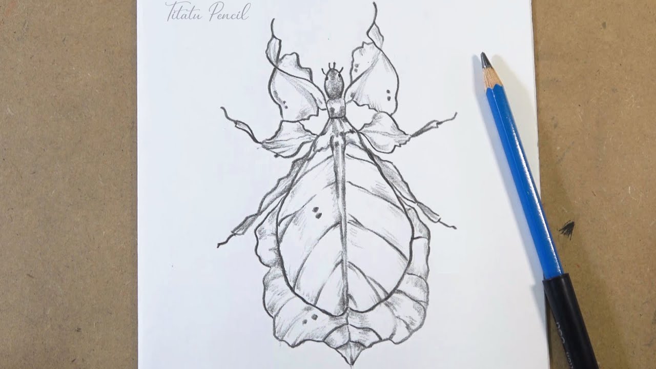 How To Draw a Leaf Insect Step by Step | Pencil Drawing - YouTube