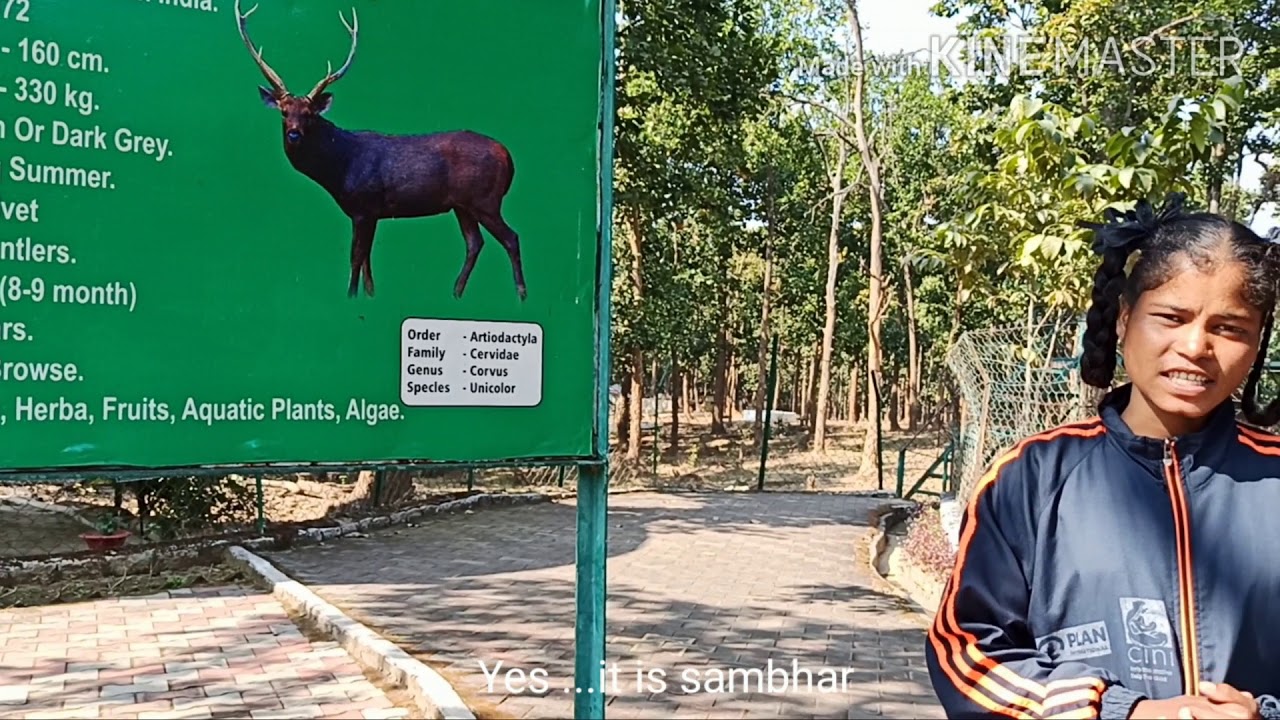 My dear deer | short film | made by school children - YouTube