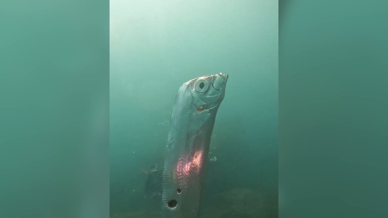 Divers swim with huge earthquake-heralding oarfish with bizarre holes ...