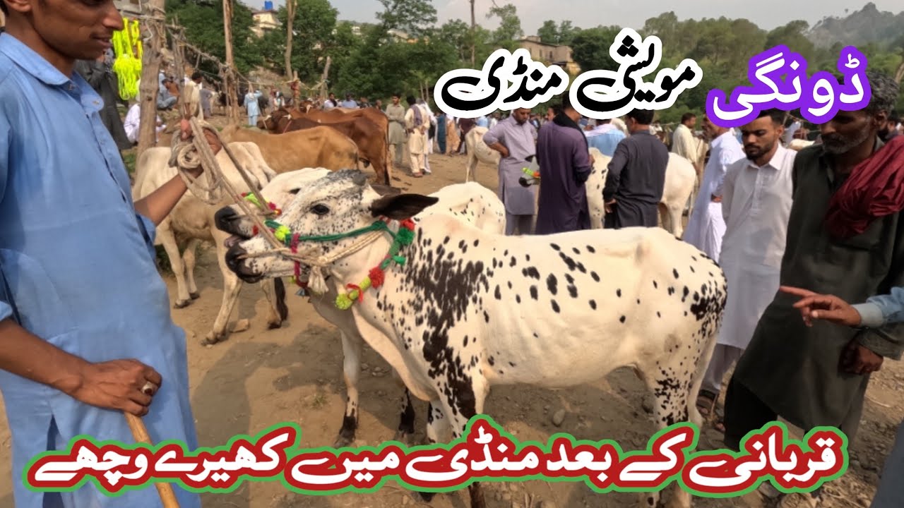 Qurbani ke bad pehli mandi 2024 || Price update from the animal market ...